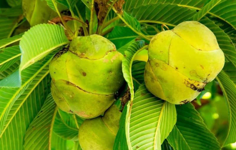Elephant Apple Fruit of Assam