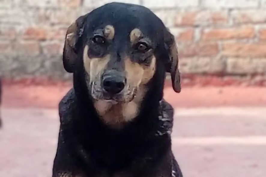 Assamese Dog Breeds : A complete Guide to Care - অসমীয়া কুকুৰ